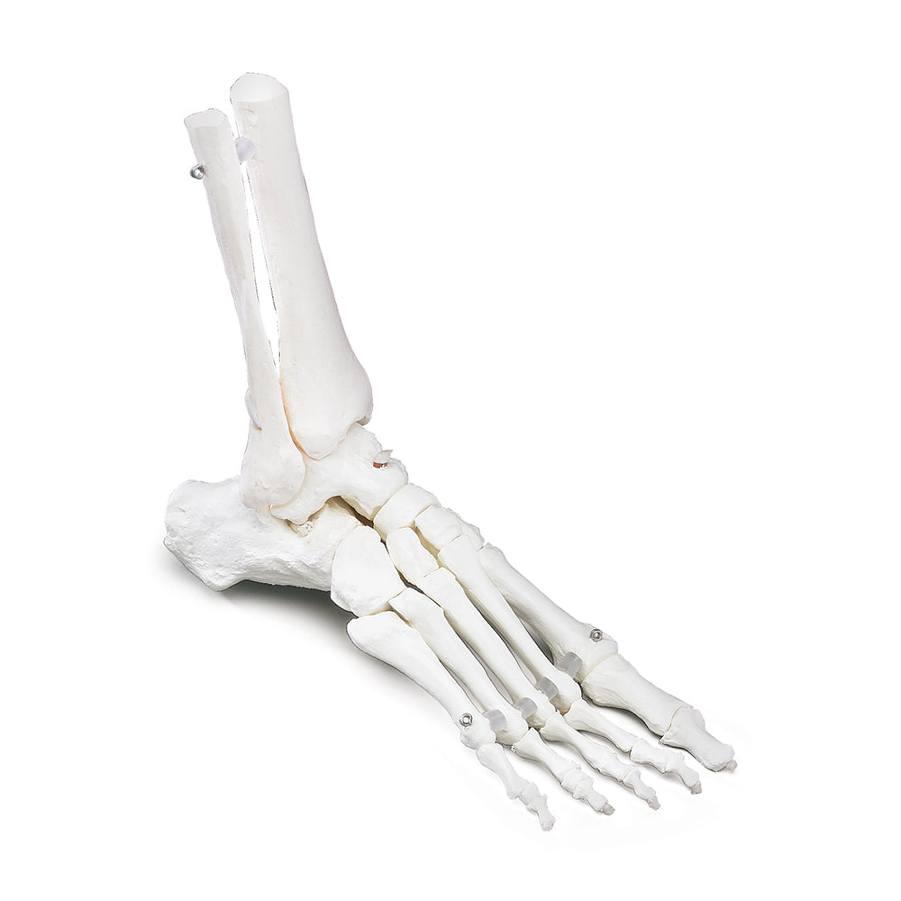 Elastic Foot Model - OS31E – Supply Store NOW