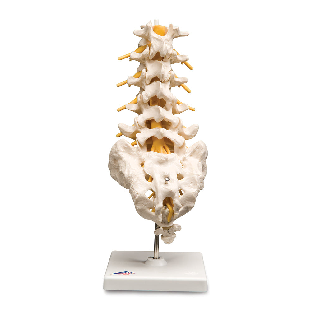 Lumbar Spinal Column Model 3B Scientific - A74 – Supply Store NOW