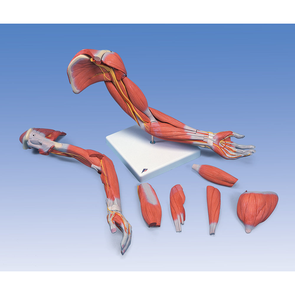 6 Piece Deluxe Arm Muscle Model 3B Scientific - M11 – Supply Store NOW
